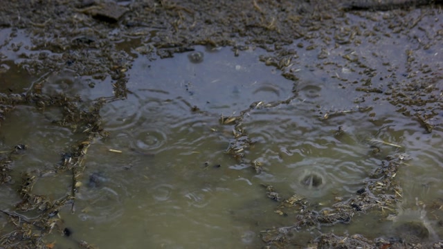 Mud Puddle Stock Footage: Royalty-Free Video Clips - Storyblocks