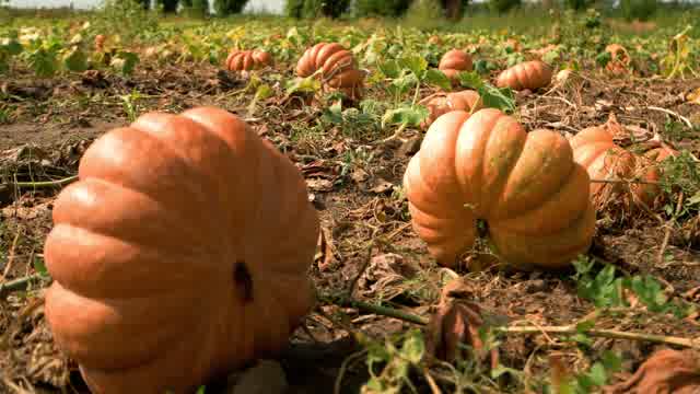 Reap Season Stock Footage: Royalty-Free Video Clips - Storyblocks
