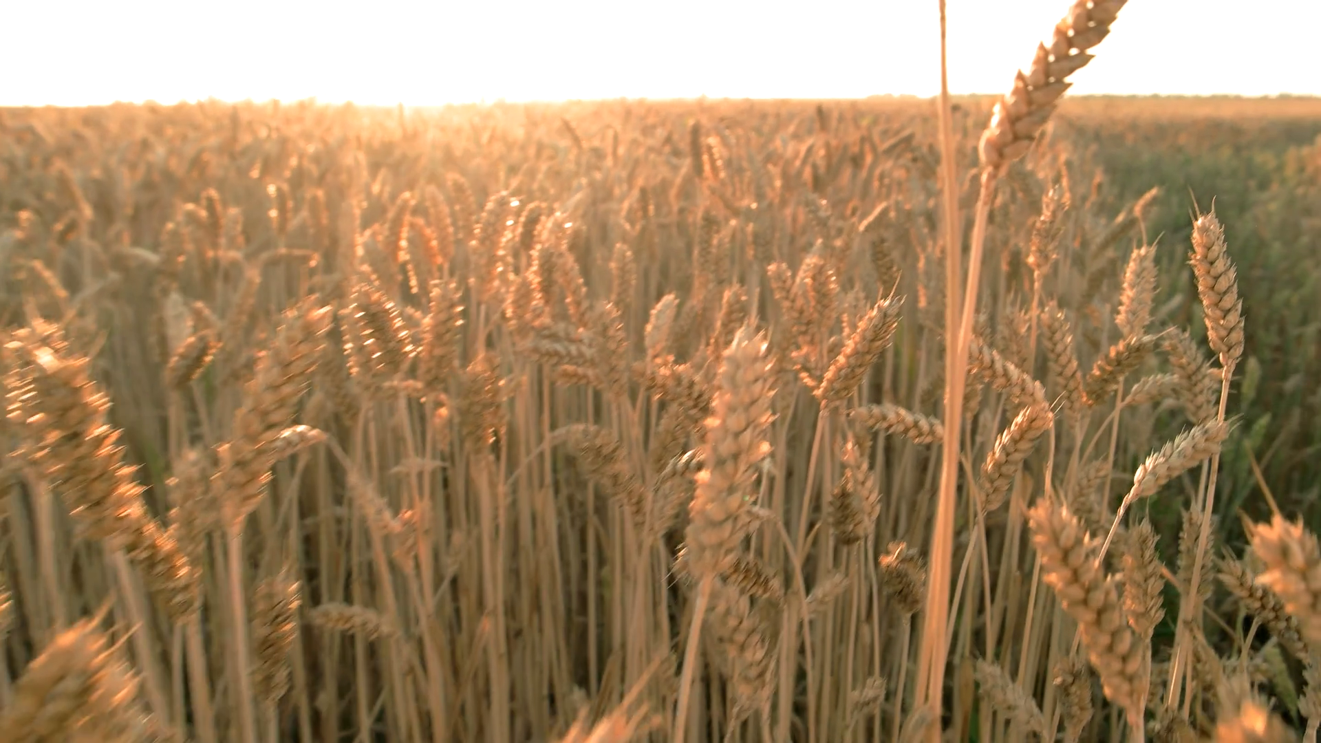 Running Among Wheat Field Sunset First Stock Footage SBV-327300386 ...