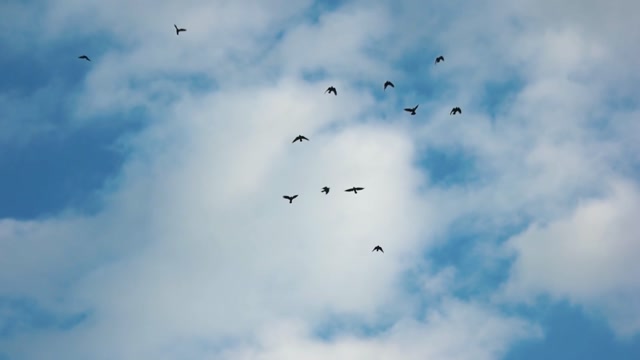 Flying Birds Stock Footage: Royalty-Free Video Clips - Storyblocks