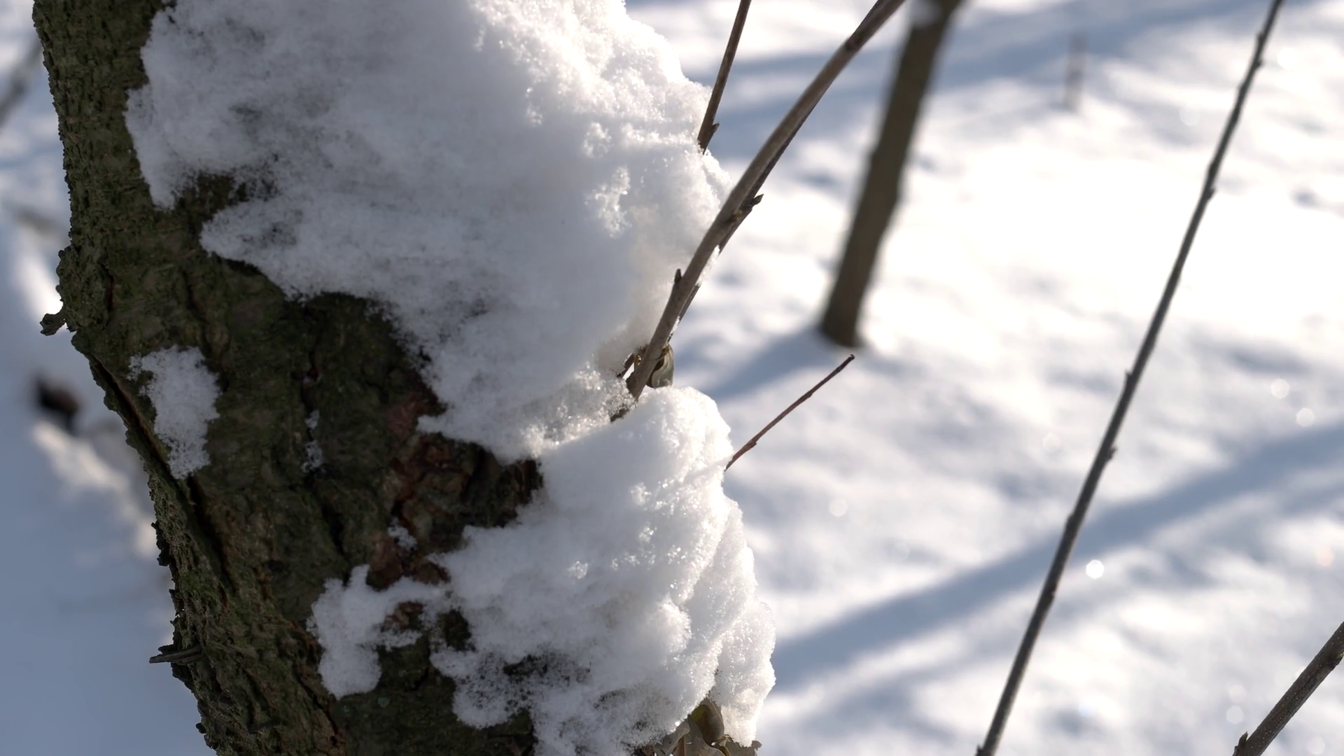 Snow On Tree Trunk Winter Nature Close Up Stock Footage SBV-318758180 ...
