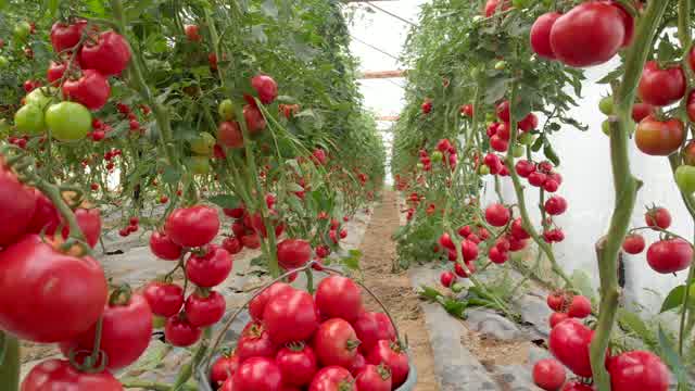 Tomato Farm Stock Footage: Royalty-Free Video Clips - Storyblocks