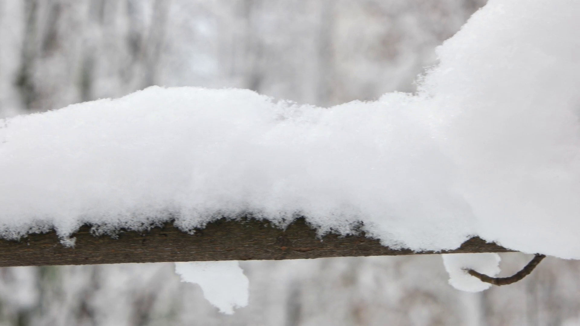Tree Branch Hard Snowfall Thick Snow Layer Stock Footage SBV-338109588 ...