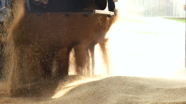 Rice Grain Falling Stock Footage: Royalty-Free Video Clips - Storyblocks