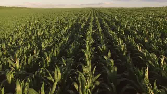 No Crops Stock Footage: Royalty-Free Video Clips - Storyblocks