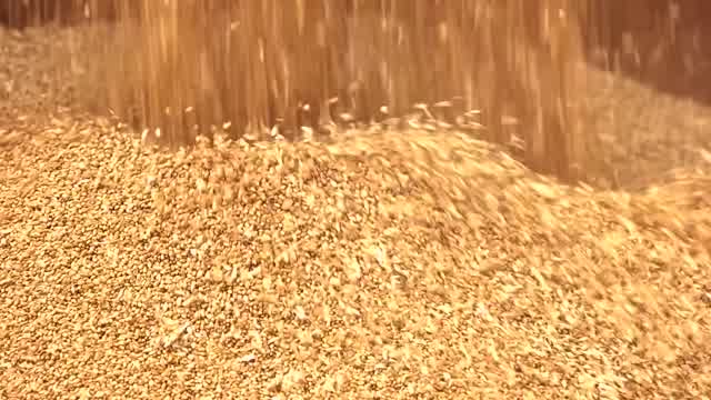 Wheat Falling Stock Footage: Royalty-Free Video Clips - Storyblocks