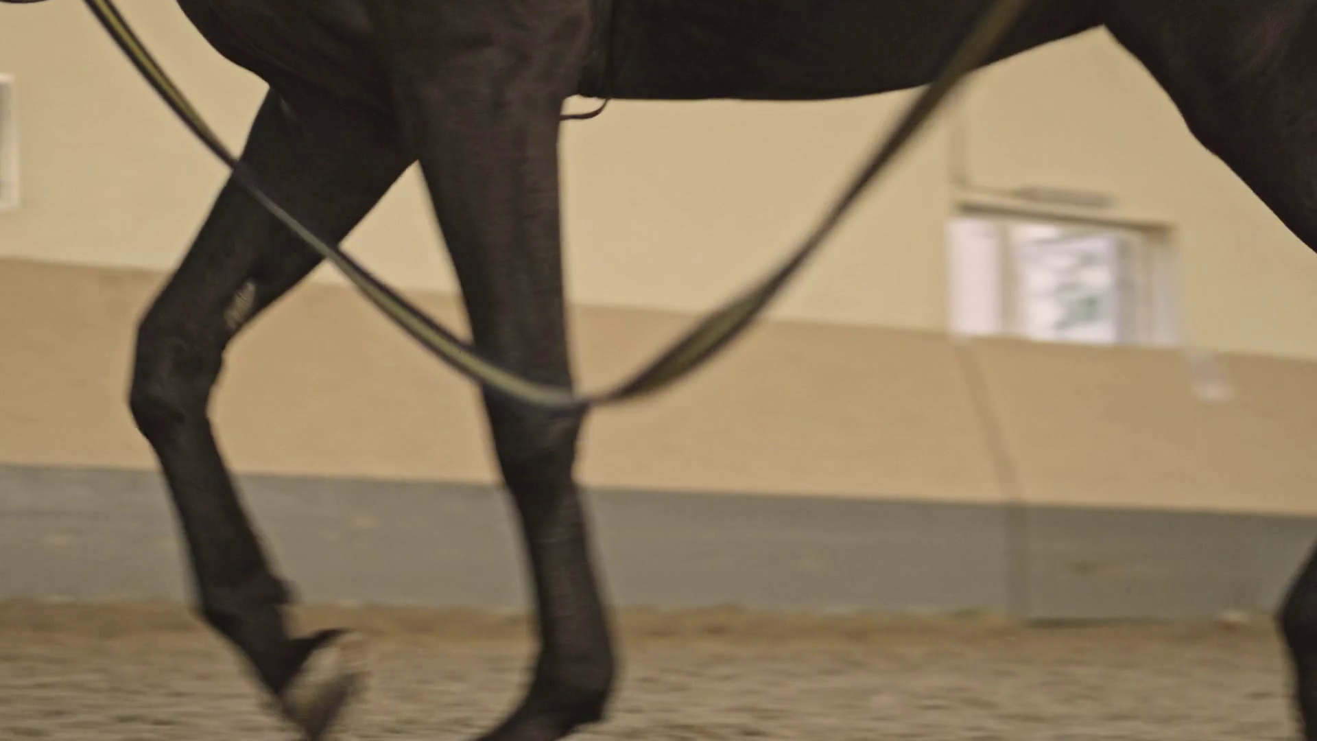 A Cropped View Of Horse Is Running In Stock Footage SBV-352698578 ...