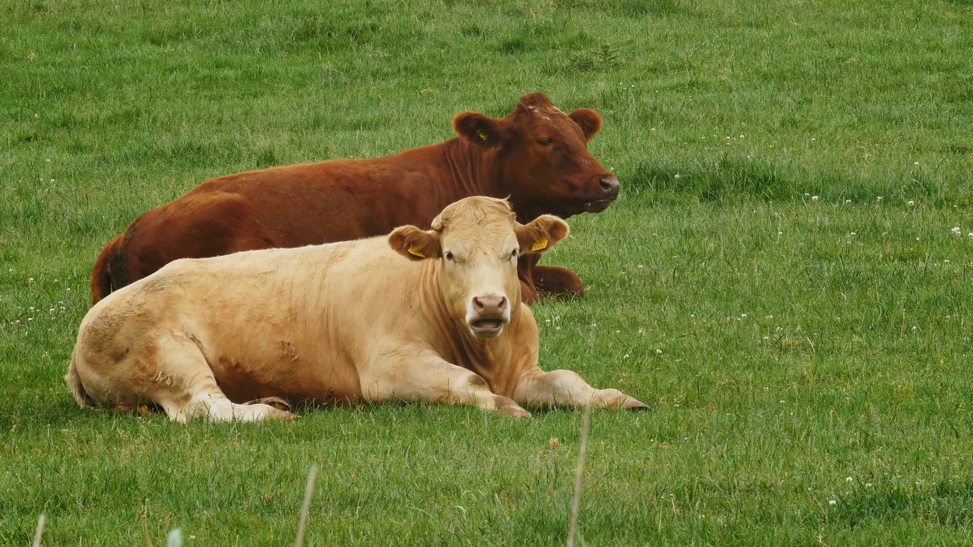 Cows Chilling Out In Field 4k Stock Footage SBV-312515012 - Storyblocks