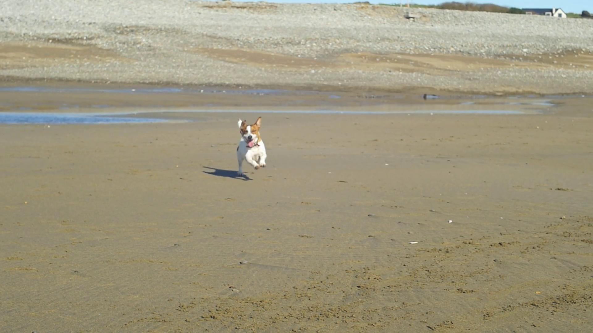 Dog Running At Beach Slow Motion Full Hd Stock Footage SBV-312543026 ...