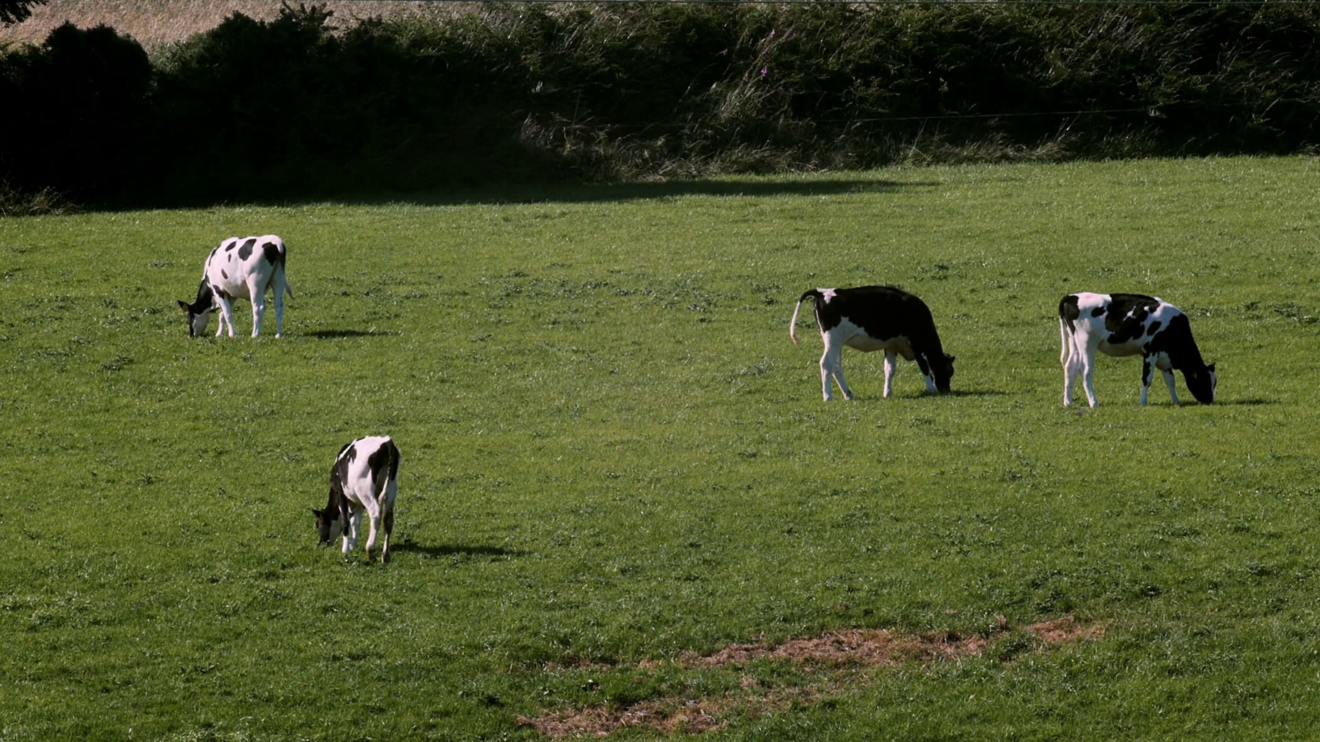 Four Cows Grazing In Field 4k Stock Footage SBV-312506296 - Storyblocks