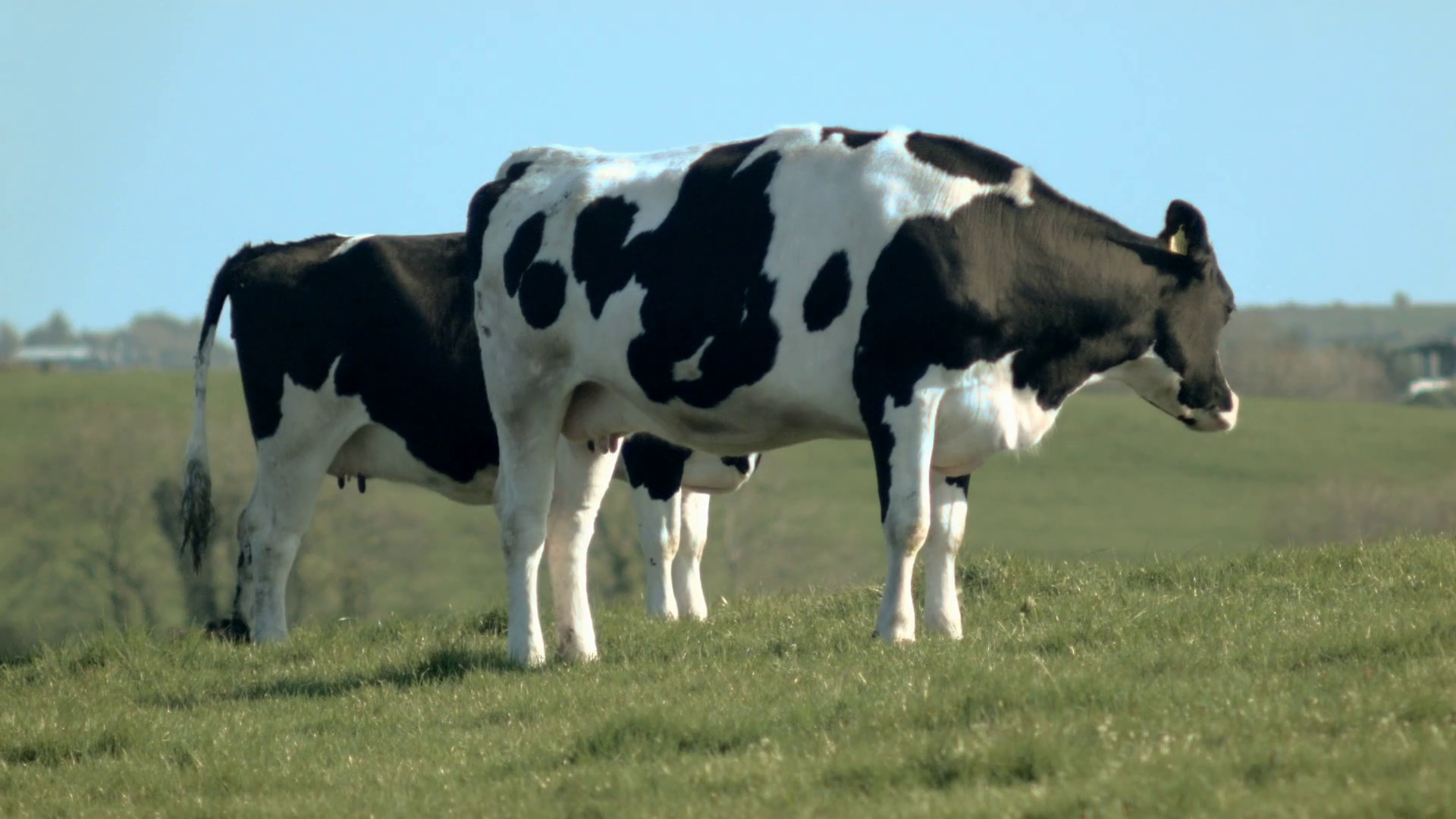 Two Beautiful Black White Cows Relaxing In Stock Footage SBV-312551097 ...