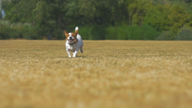 Fetching Dog Stock Footage: Royalty-Free Video Clips - Storyblocks