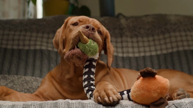 Slow Chew Stock Footage: Royalty-Free Video Clips - Storyblocks