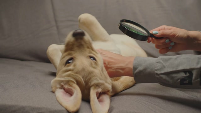 Magnifying Glass | Animals stock footage - Storyblocks