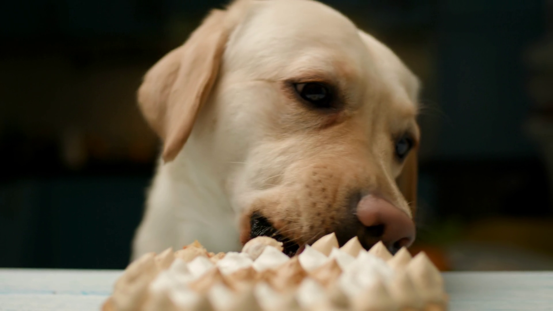 Dog Eating Cake Close Up Purebred Labrador Stock Footage SBV-347709314 ...