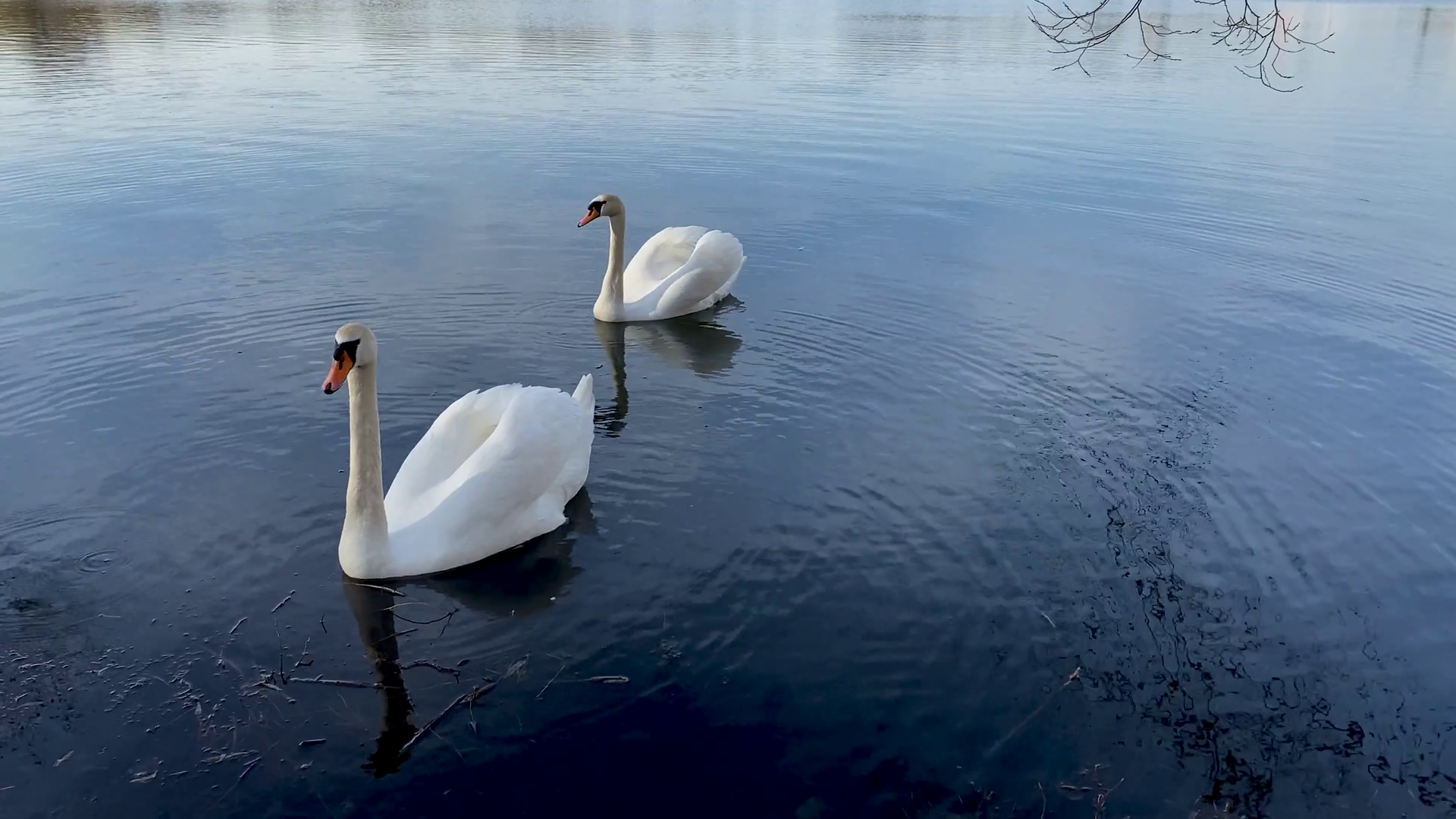 White Swans On Water Together Concept Of Stock Motion Graphics SBV ...