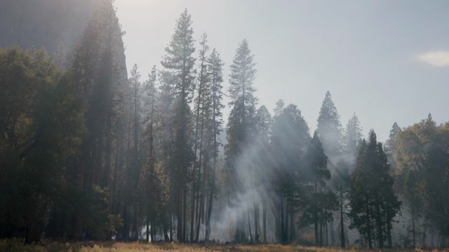 Deep Breathe | Animals stock footage - Storyblocks