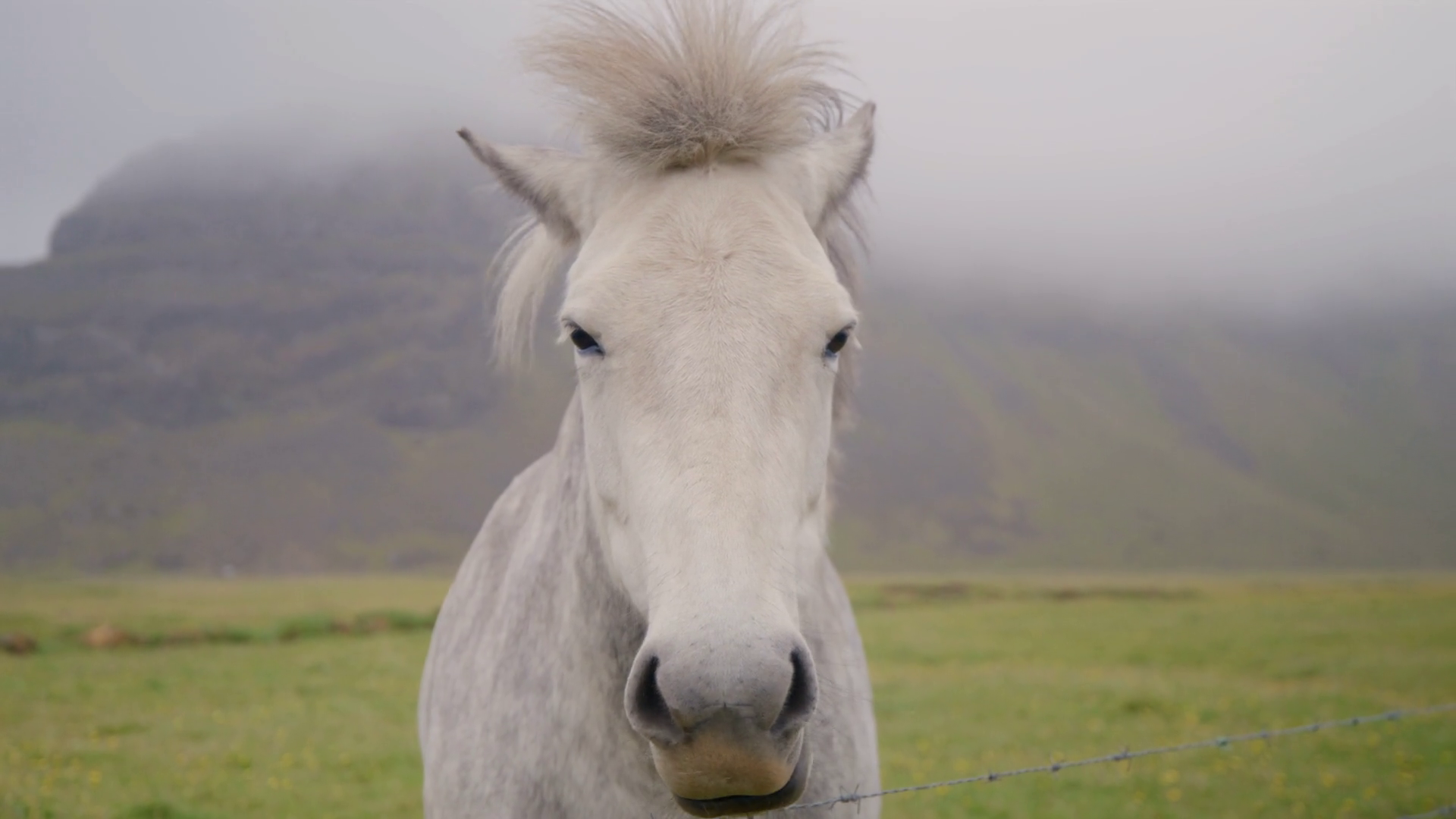 The Majestic Icelandic Horse In Beautifully Stock Footage SBV-351906110 ...