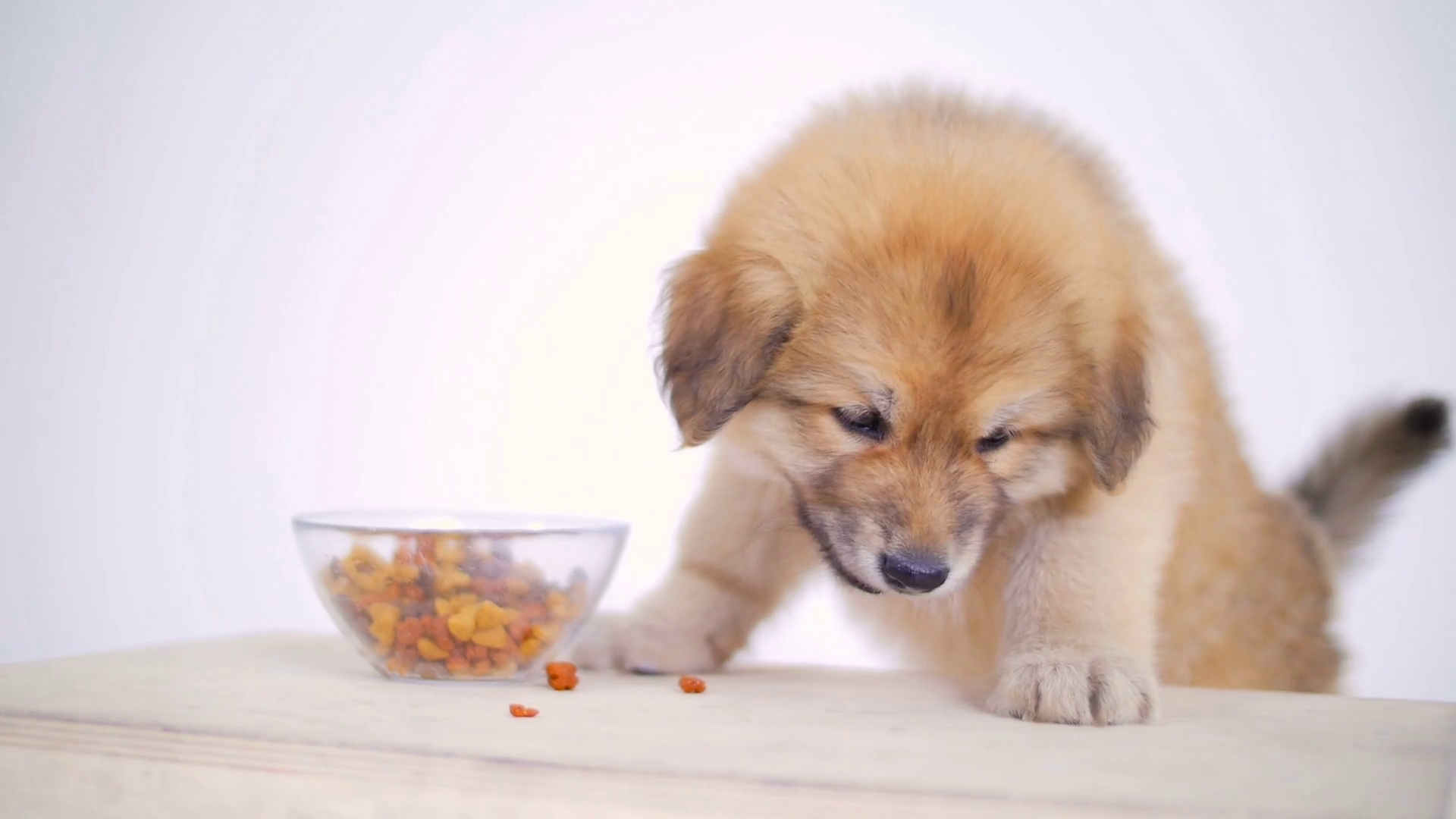 Puppy Dog Jumping On Off Of Box On White Stock Footage SBV-307582768 ...