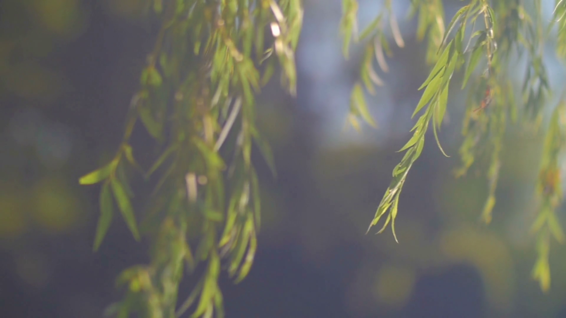 Beautiful Willow Tree Swaying In Wind On Stock Footage SBV-327457273 ...