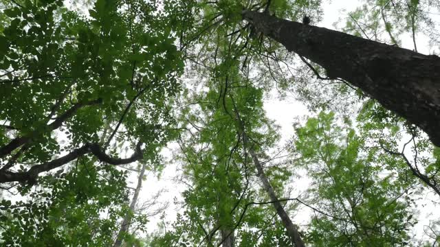 Forrest Machine Stock Footage: Royalty-Free Video Clips - Storyblocks