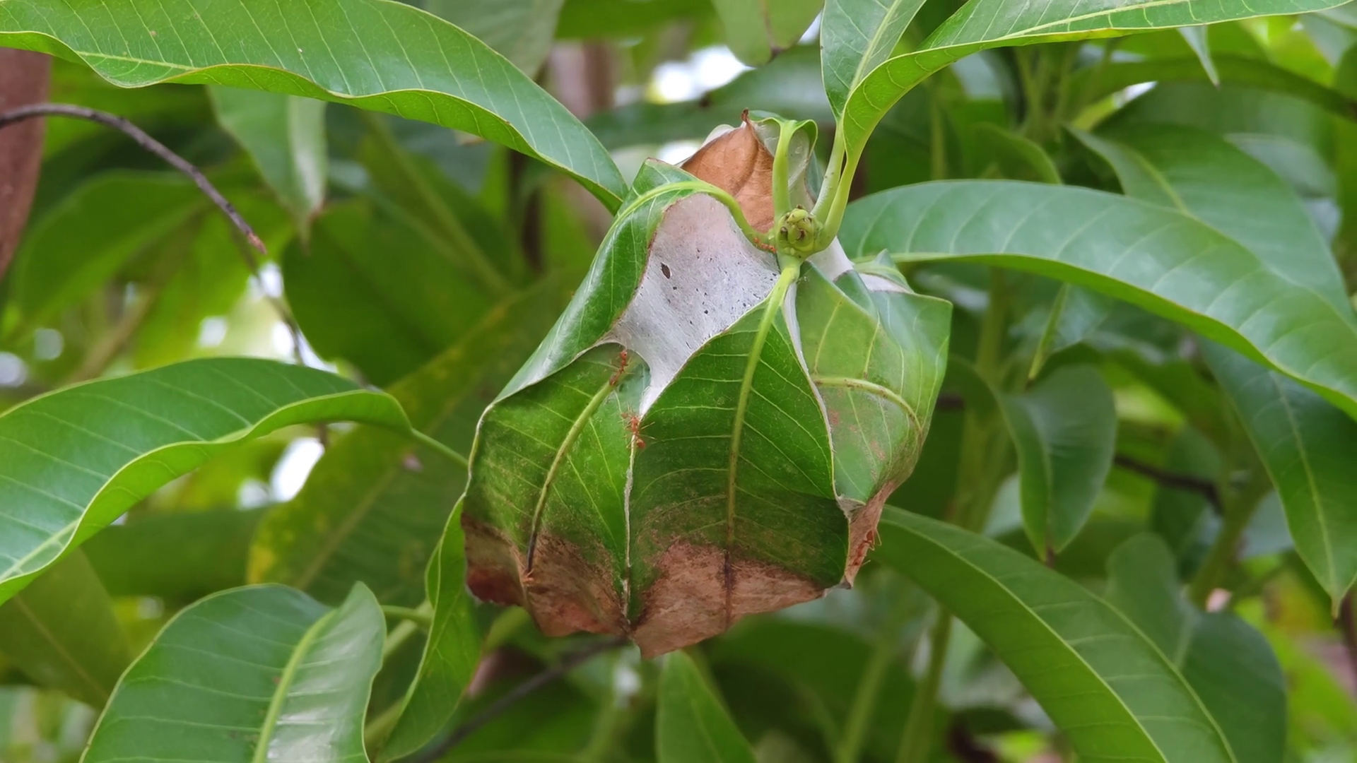 A Close-up Of Unique Plant Budding Among Stock Footage SBV-352978837 ...