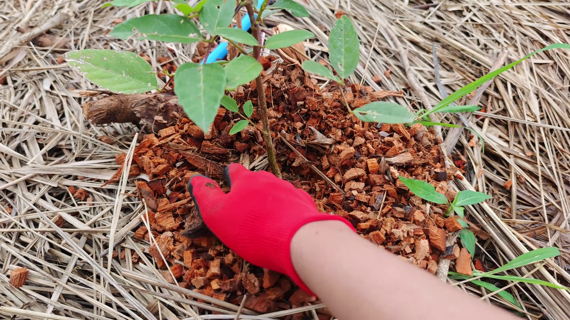 A Person's Hand Gently Tending To Young Stock Footage SBV-352978894 ...