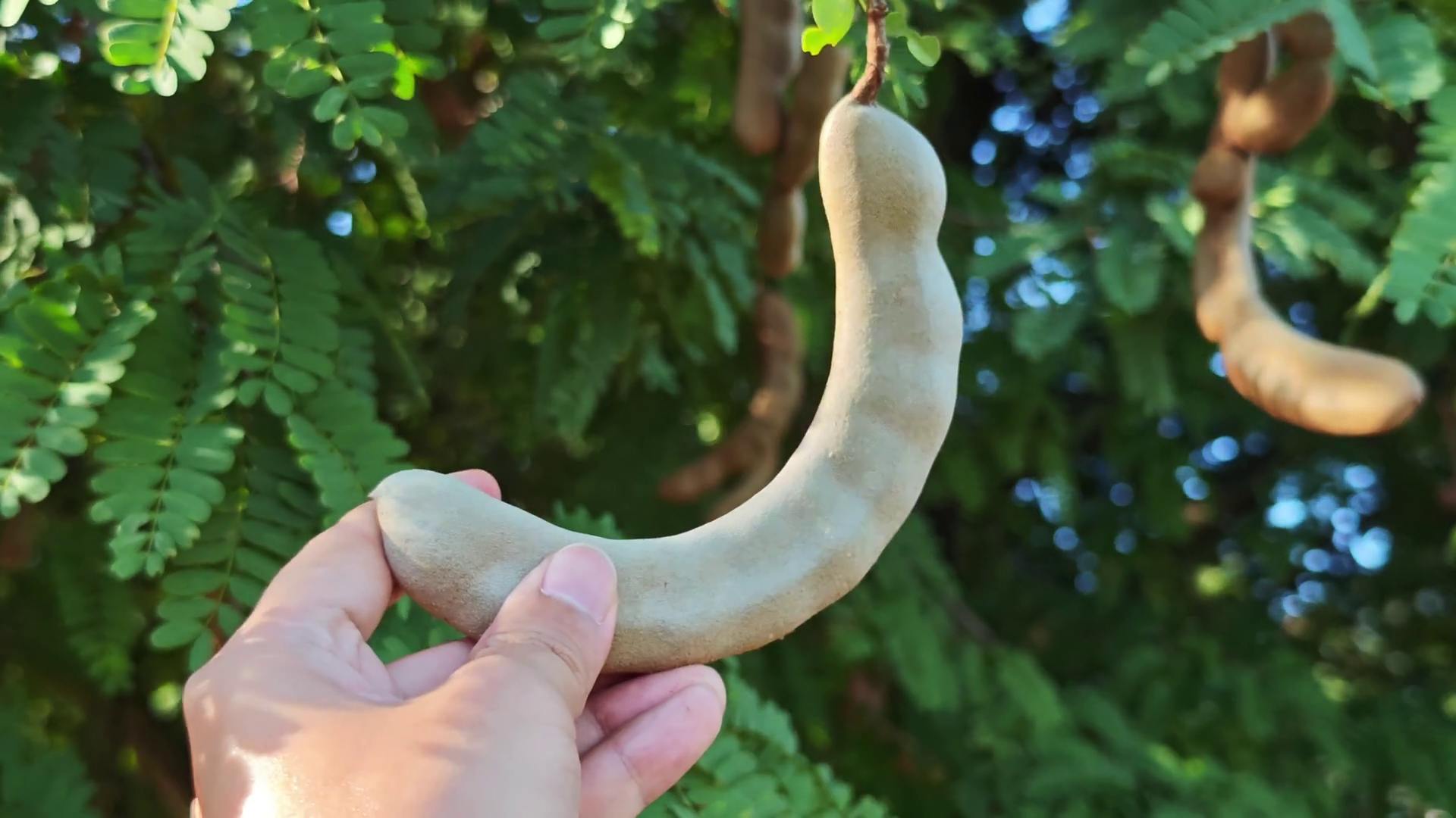 Hand Holding Tamarind Pod Hanging From Tree Stock Footage SBV-352979020 ...