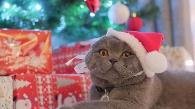 Father Christmas Video Stock Footage: Royalty-Free Video Clips ...