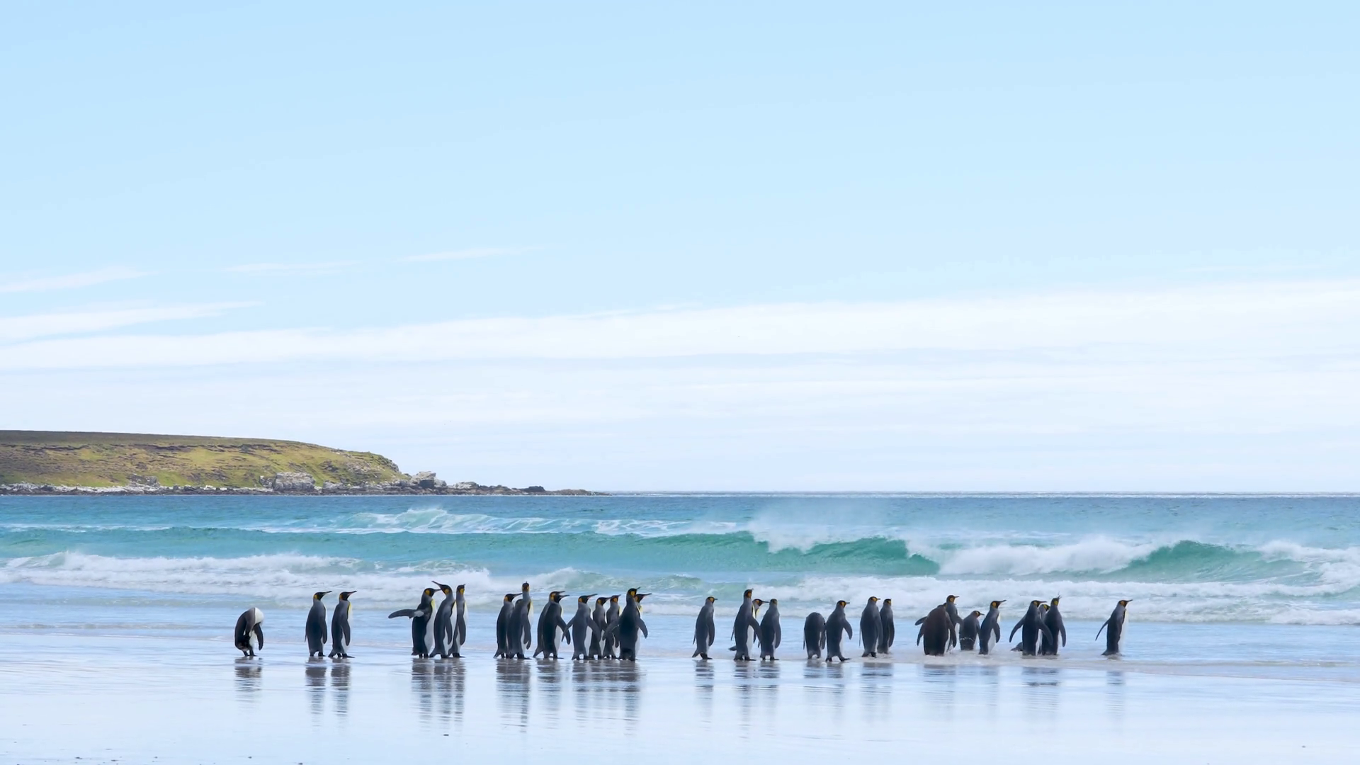 Cinematic King Penguins Line Up On Beach Stock Footage SBV-351866149 ...