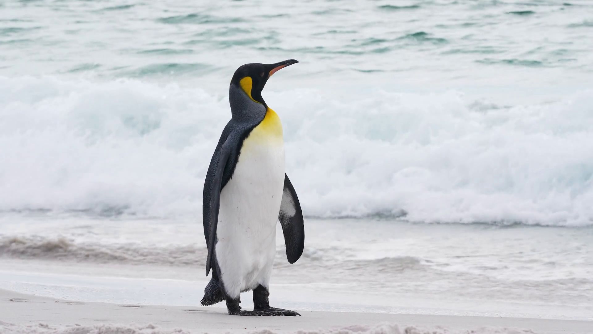Cute Funny Penguin Lifts Leg To Scratch Head Stock Footage SBV ...