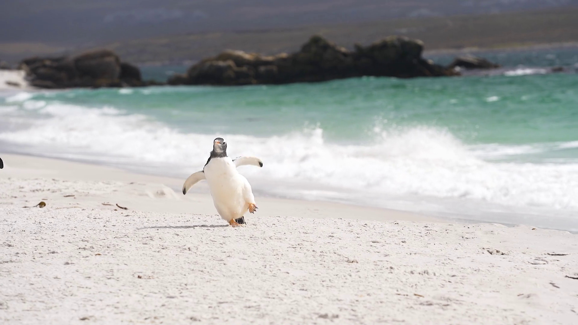 Young Penguin Running Slow Motion On Beach Stock Footage SBV-351866376 ...
