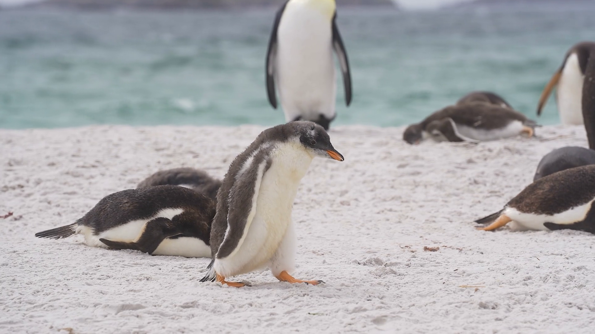 Penguin Colony Slow Motion Following Young Stock Footage SBV-351866477 ...