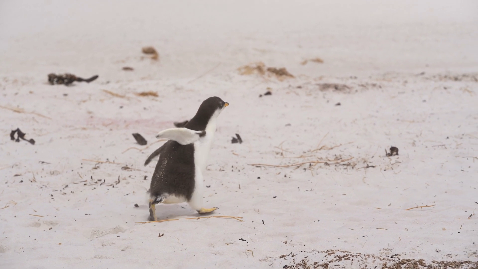 Cinematic Two Young Penguins Slow Motion Run Stock Footage SBV ...