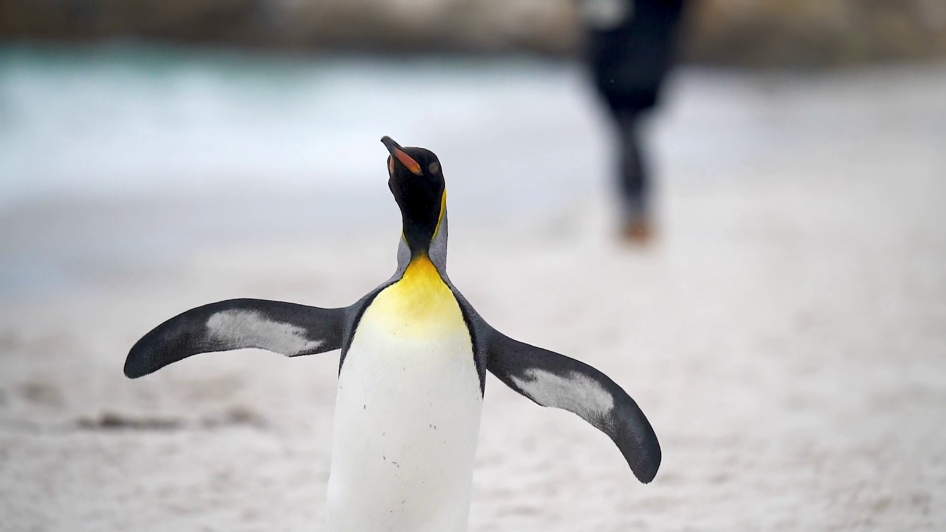 Cinematic Slow Motion King Penguin Close Up Stock Footage SBV-351866226 ...