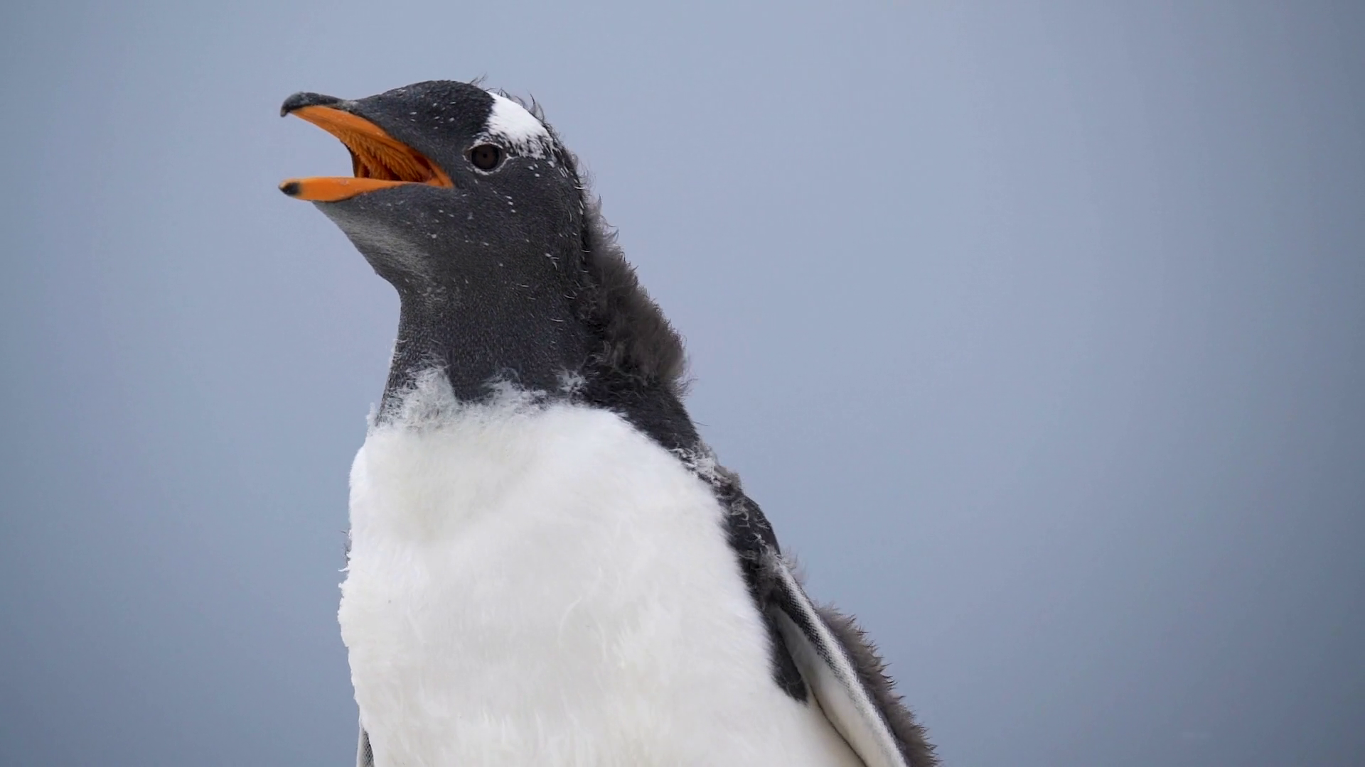 Slow Motion Penguin Molting Windy Feathers Stock Footage SBV-351866342 ...