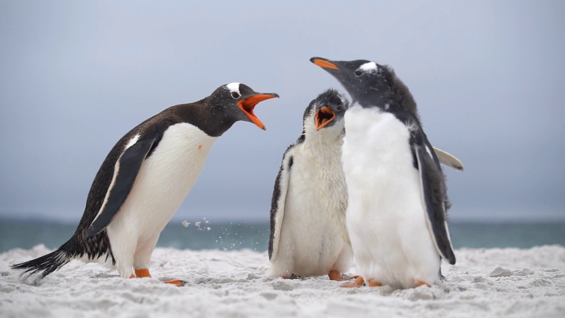 Penguin Runs Into Group Attacks Is Chased Stock Footage SBV-351866344 ...