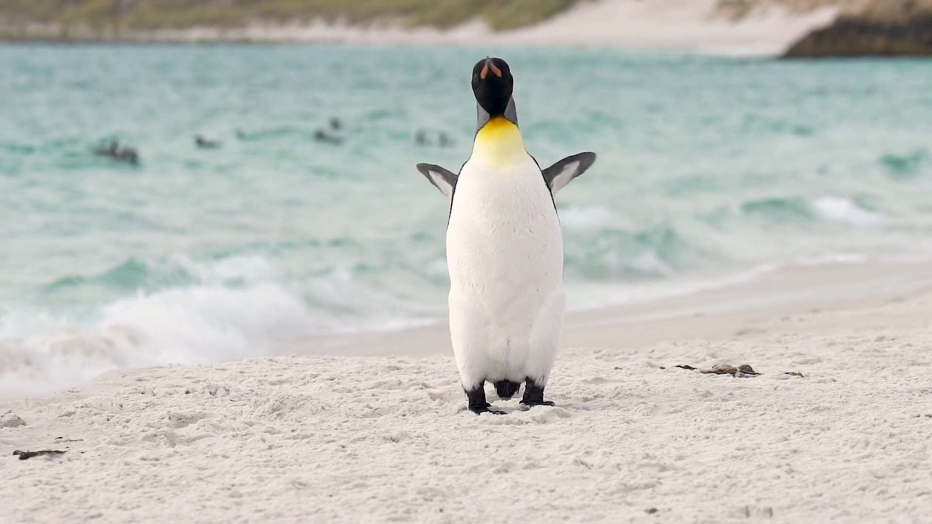 Cinematic King Penguin Slow Motion Stretches Stock Footage SBV ...