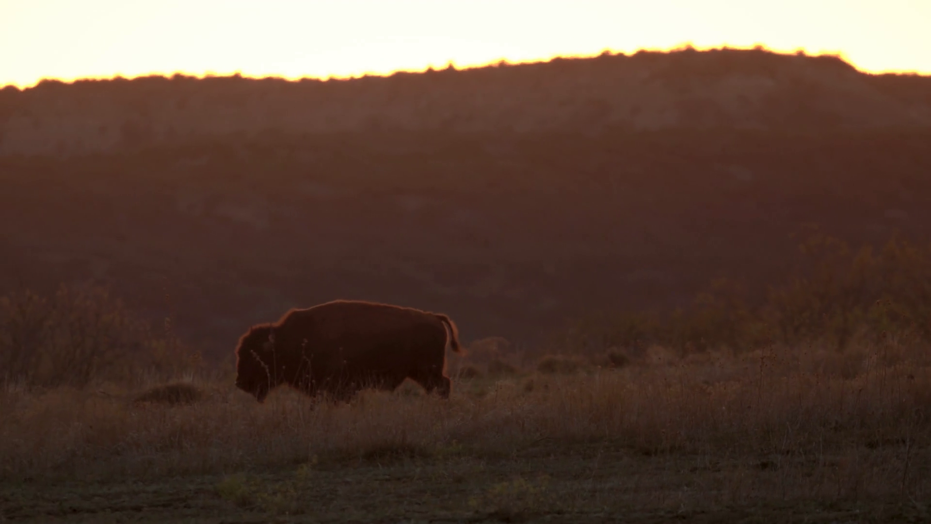Epic Bison American Buffalo Sunset Walk Wild Stock Footage SBV ...