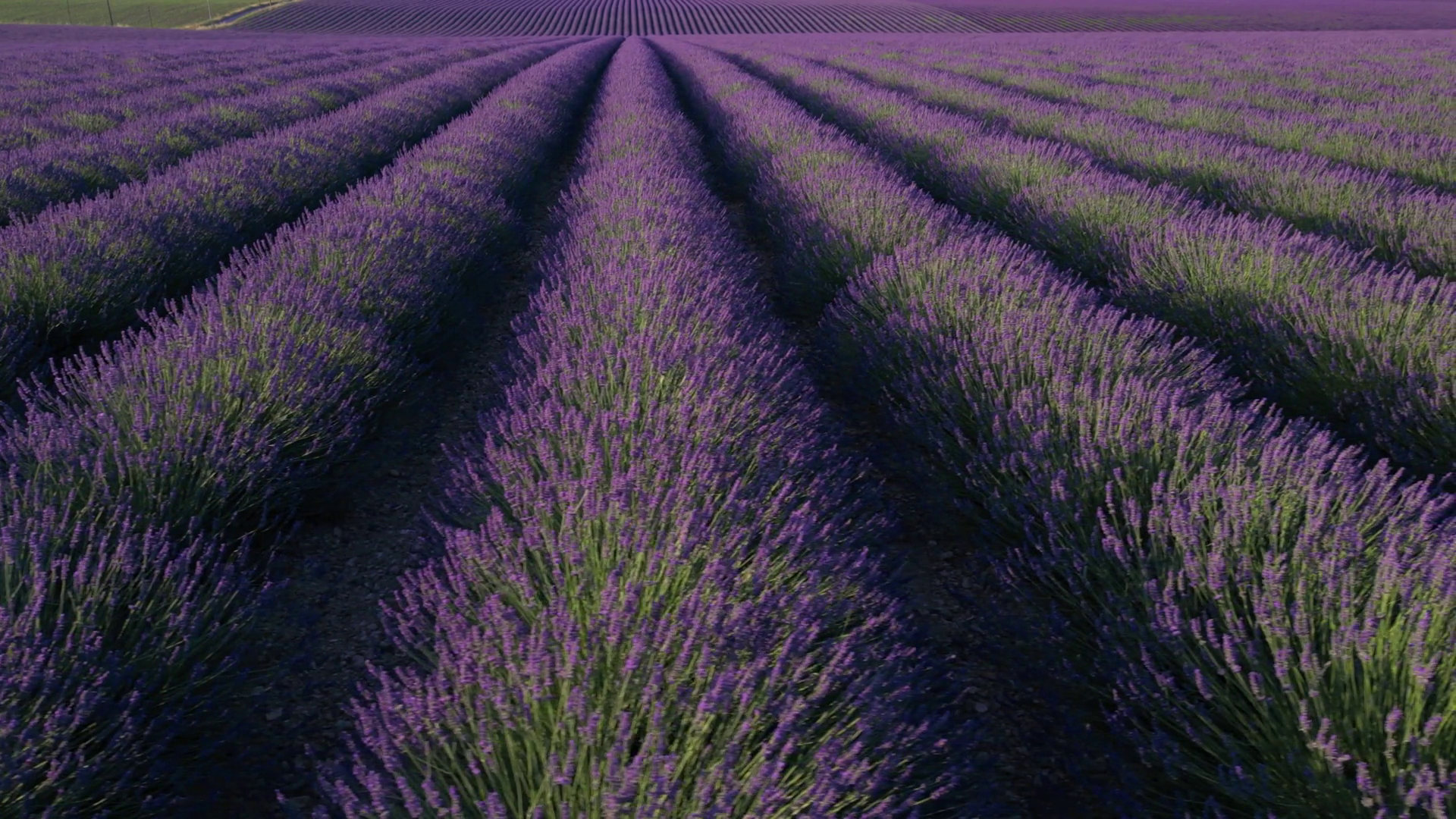 Lavender Fields At Sunset Slow Drone Low Stock Footage SBV-352855683 ...