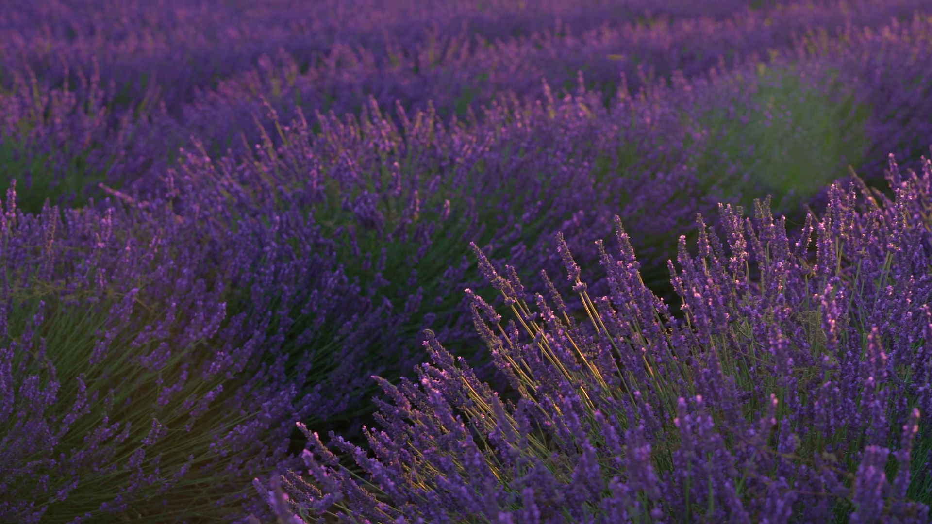 Beautiful Lavender Fields At Sunset Low Stock Footage SBV-352855684 ...