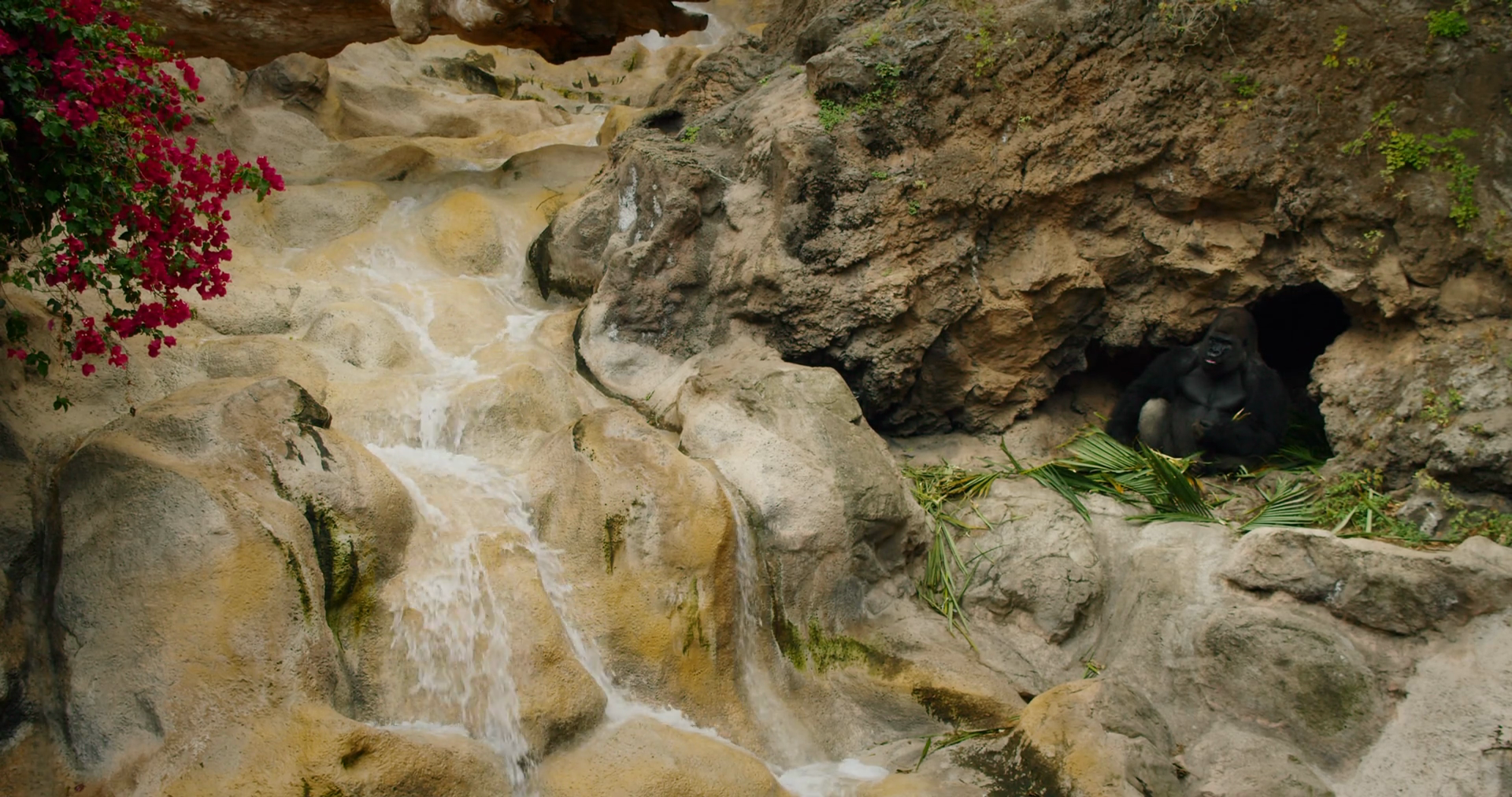 Powerful Gorilla Sitting In Rocky Enclosure Stock Footage SBV-351667893 ...