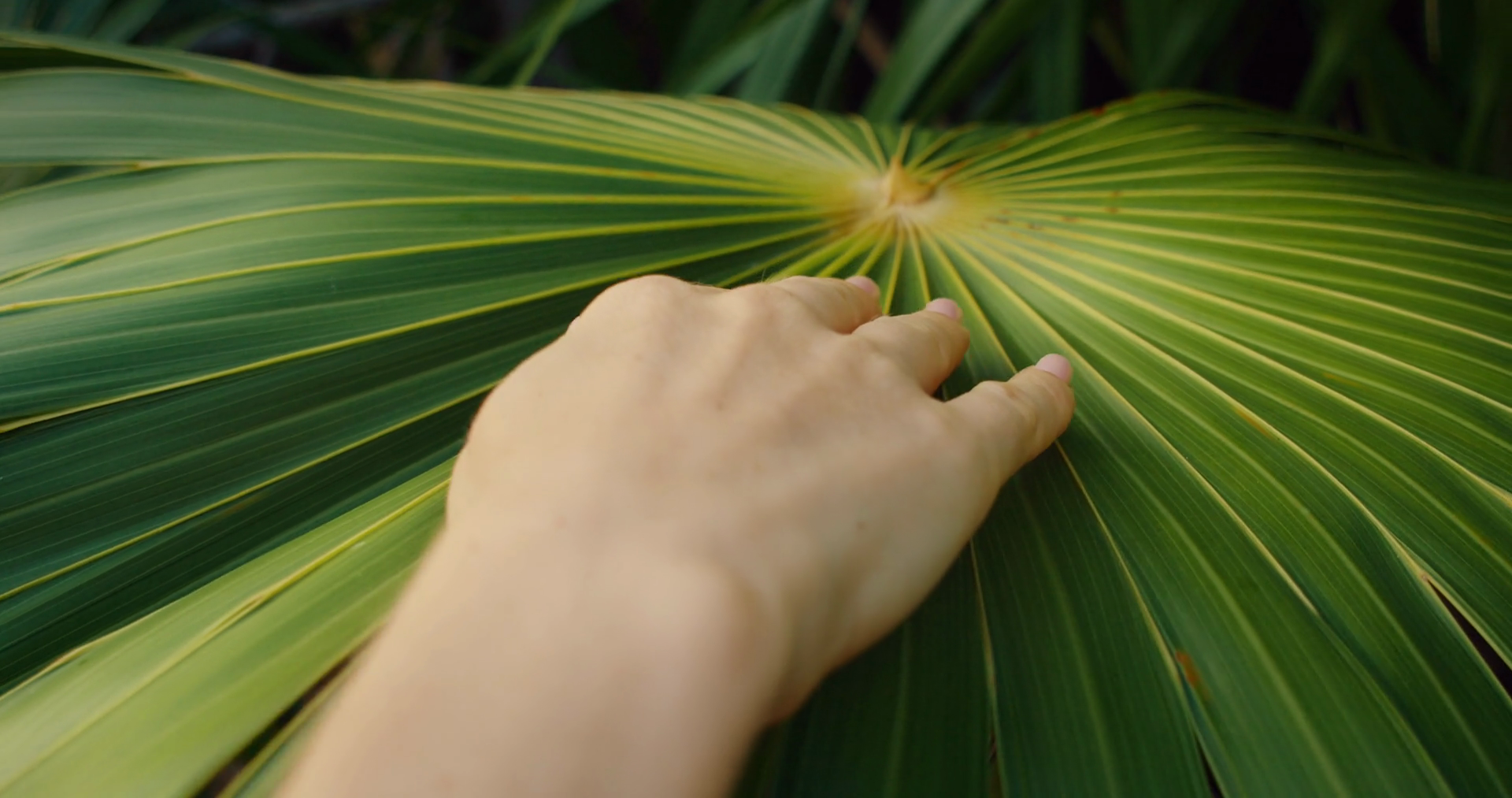 Hand Gently Touching Large Tropical Palm Stock Footage SBV-352226892 ...