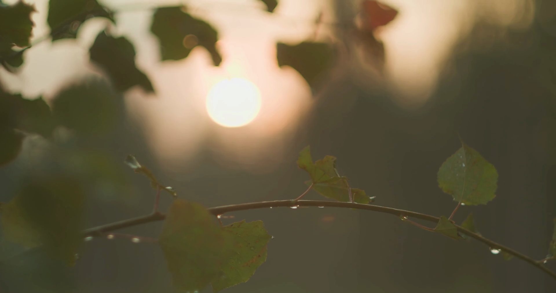 Delicate Water Droplets Cling To Twig With Stock Footage SBV-348925188 ...