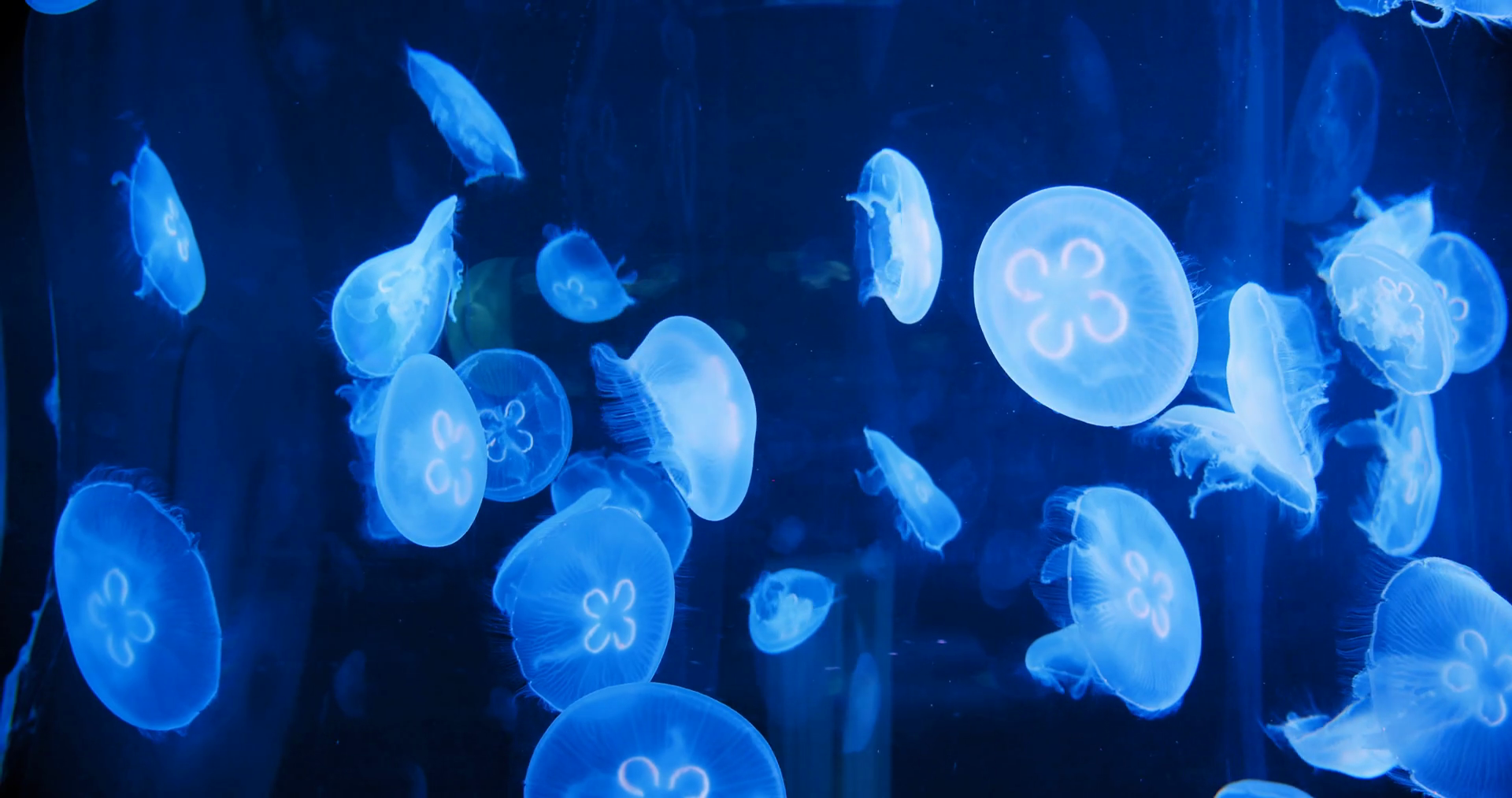 Fluorescent Jellyfish Glow Underwater Dark Stock Footage SBV-347058294 ...