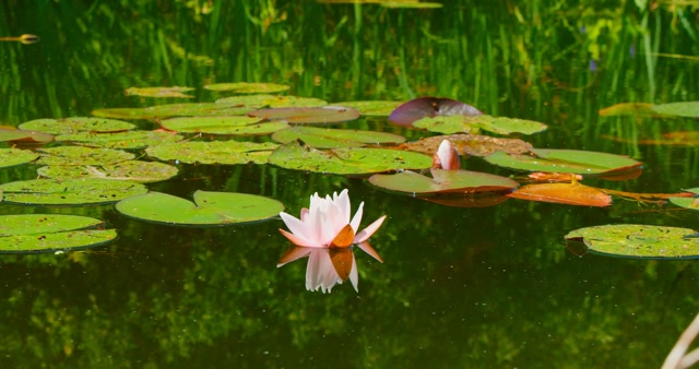 Uploaded To Pond5 Stock Footage: Royalty-Free Video Clips - Storyblocks