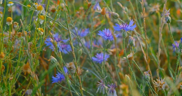 Steppe Flowers Stock Footage: Royalty-Free Video Clips - Storyblocks