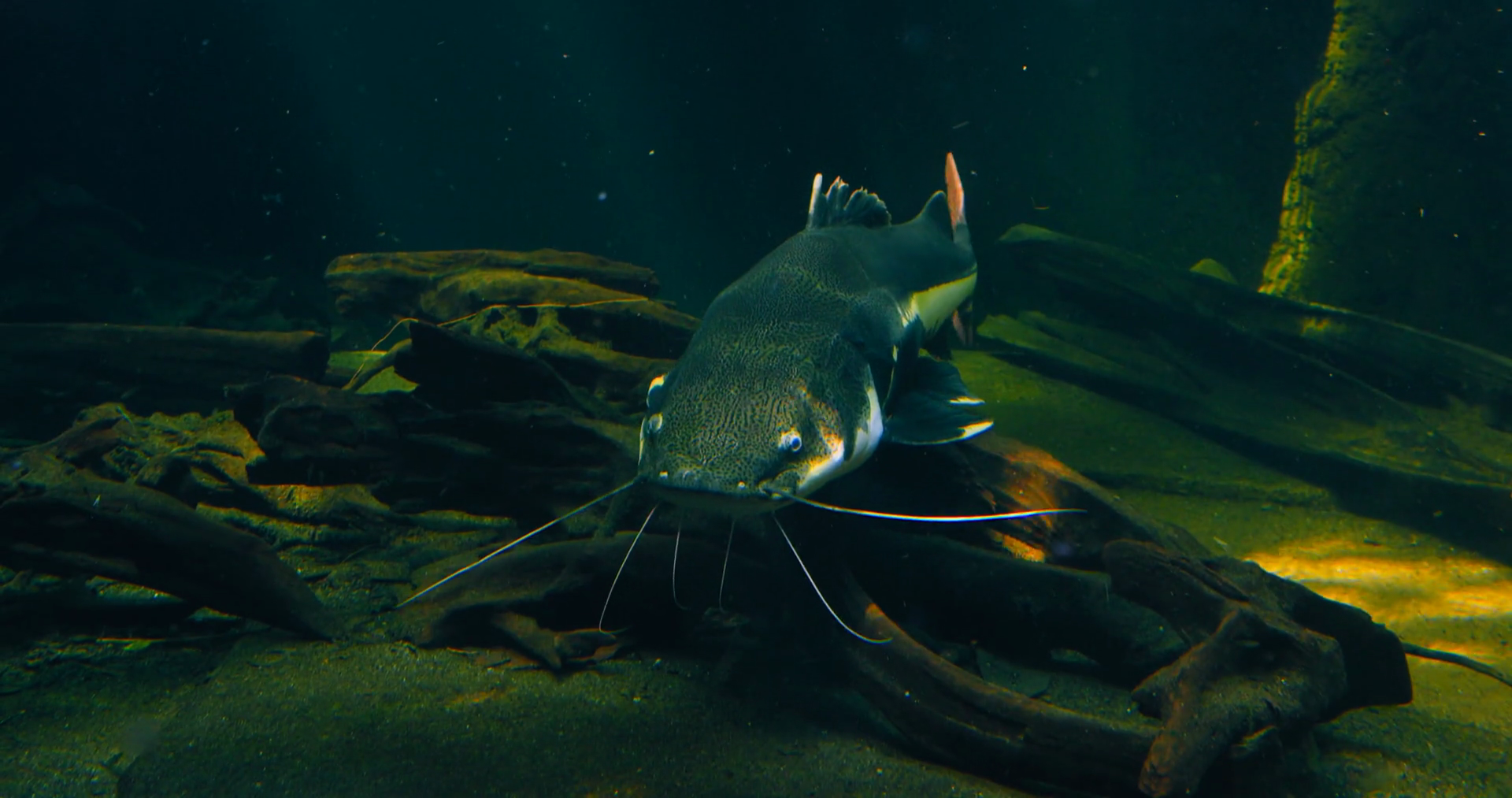 Redtail catfish. Phractocephalus hemioliopterus is a pimelodid long ...