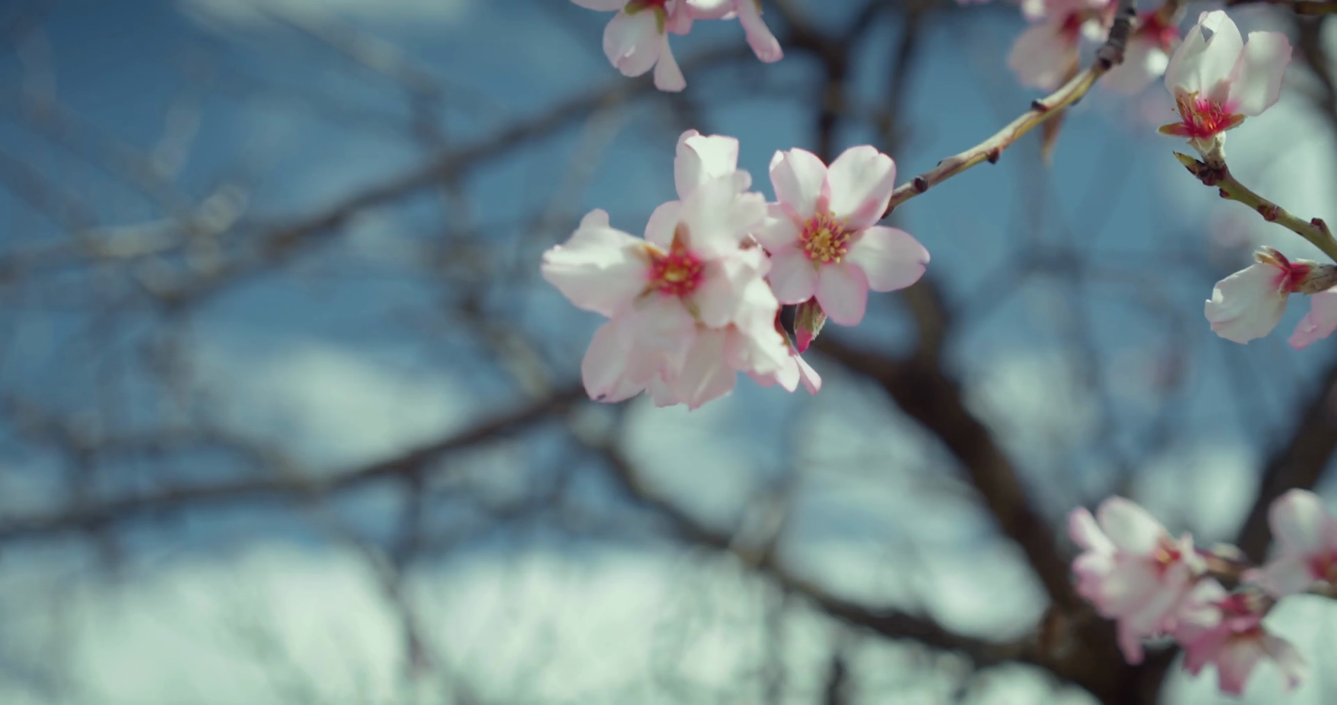Lady Smelling Blossom Flowers Woman Enjoying Stock Footage SBV ...