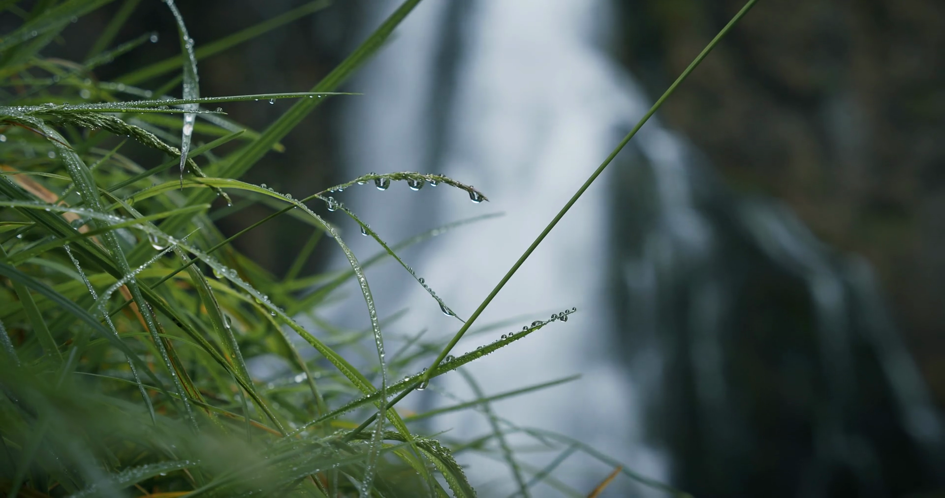 Green Grass With Raindrops Against Backdrop Stock Footage SBV-348508135 ...